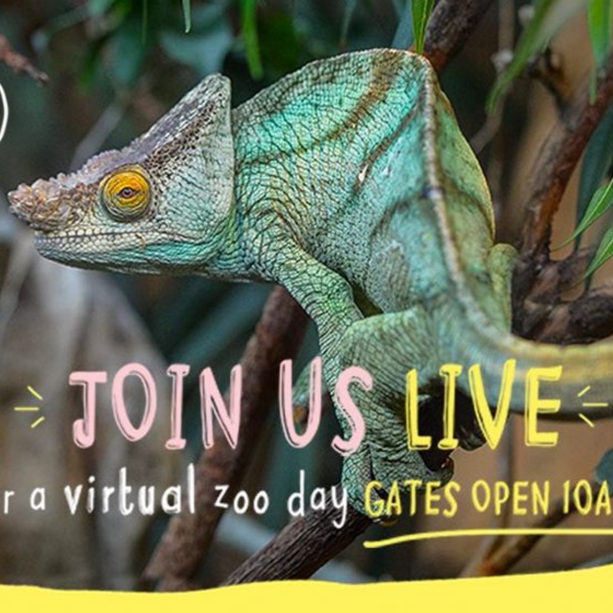 Pegasus Academy - Chester Zoo - Virtual Tour!
